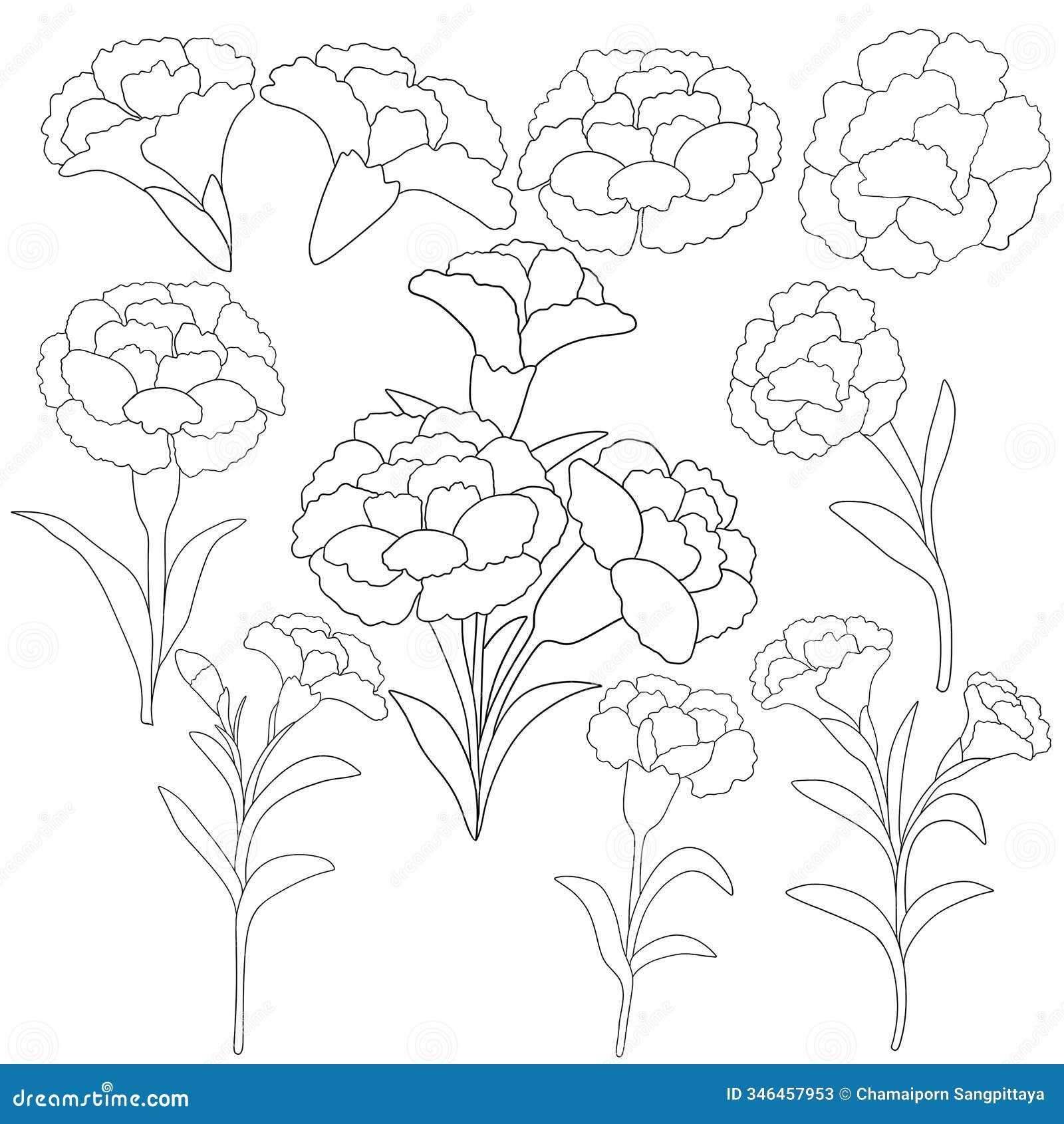 Carnation Coloring Page With Elaborate Borders And Bold Black Lines ...