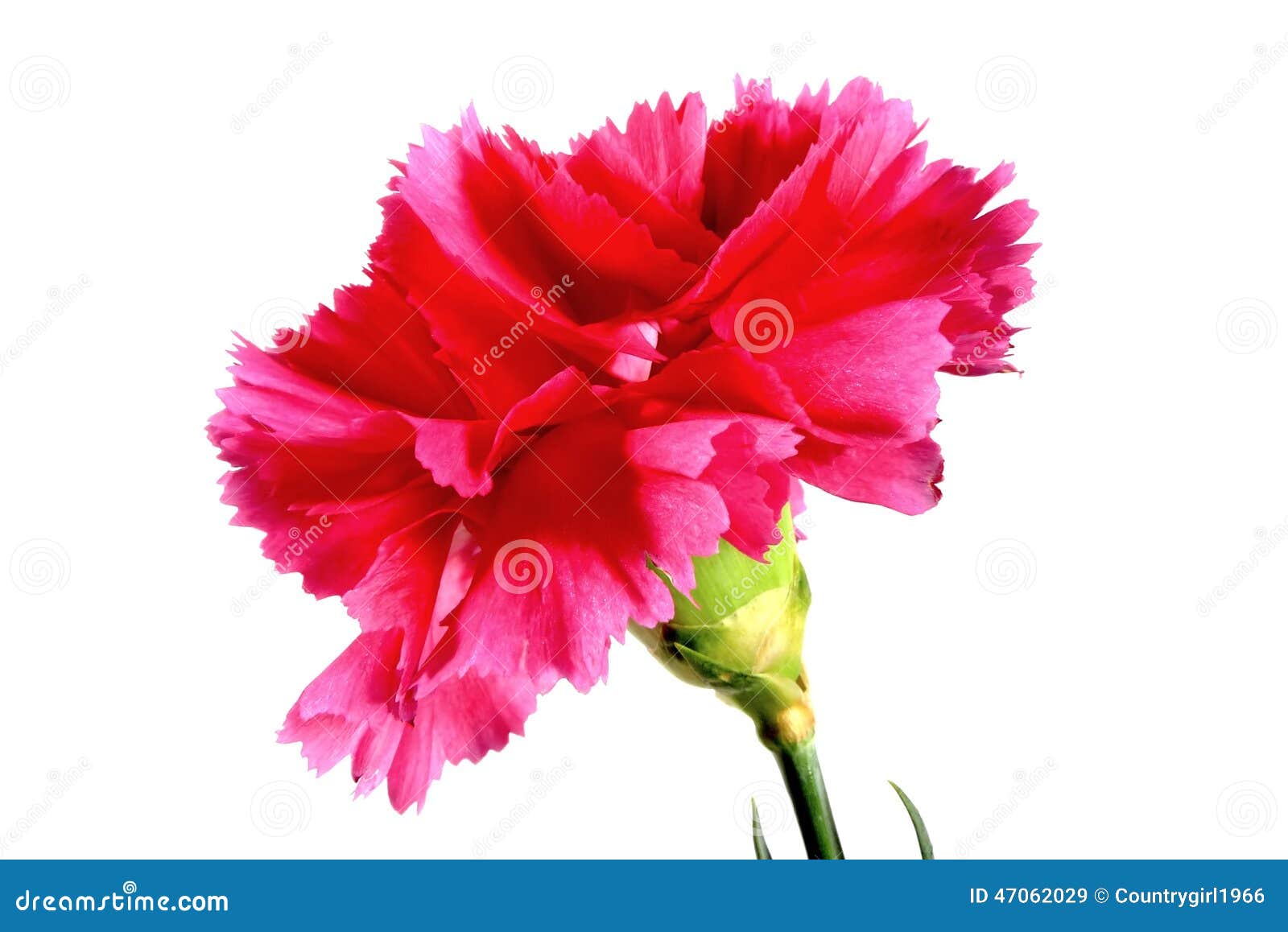 Carnation stock image. Image of plants, ornamentally - 47062029