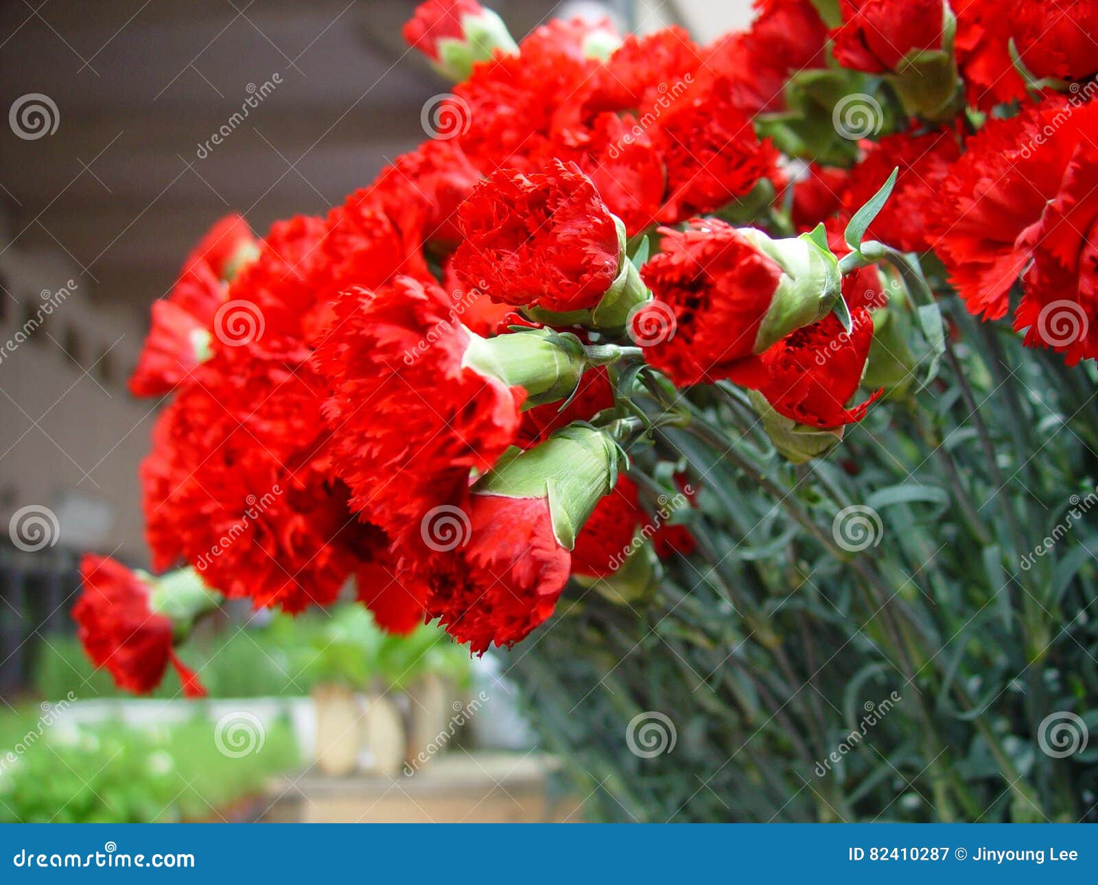 Carnation stock image. Image of closeup, focus, tree - 82410287