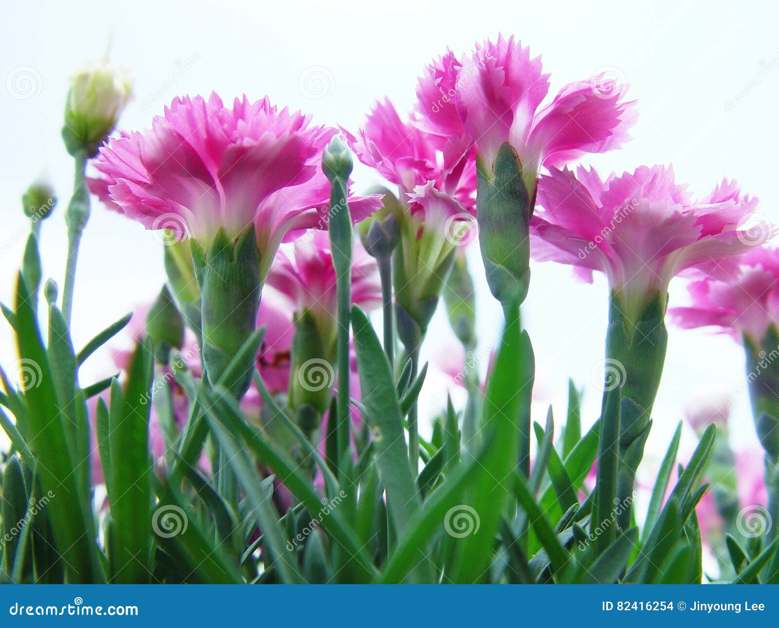 Carnation stock photo. Image of stem, plant, flower, trunk - 82416254