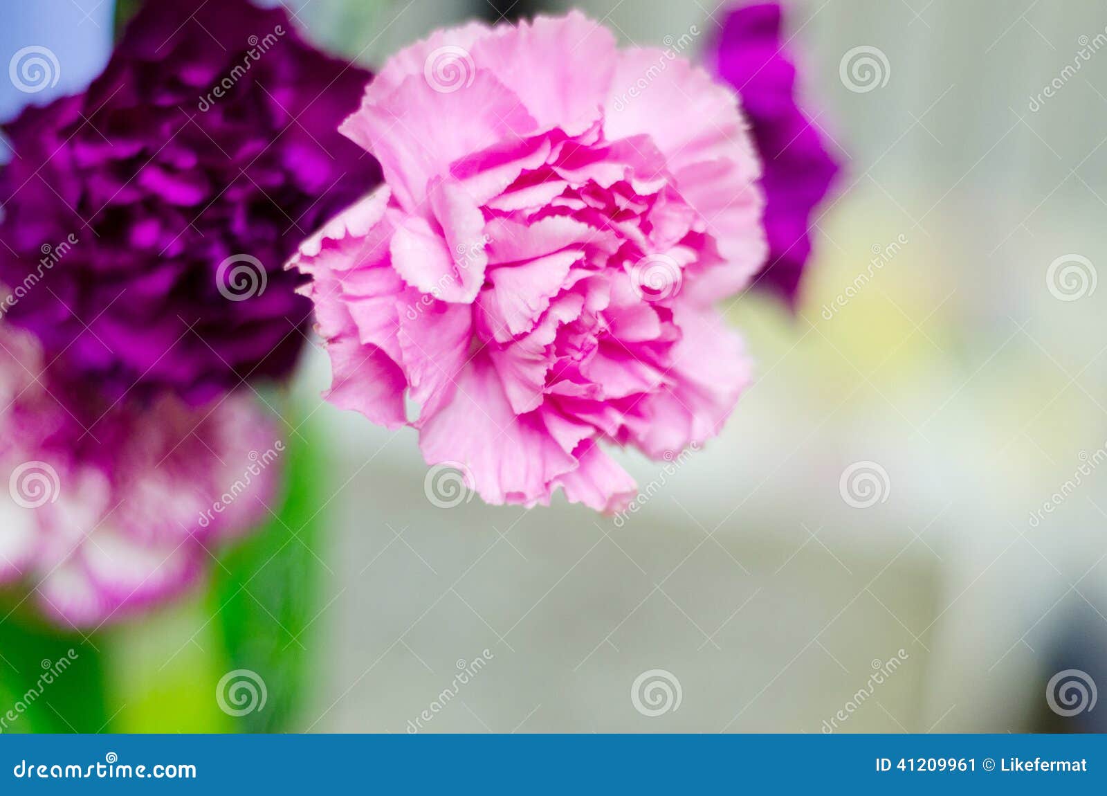 8,540 Color Carnations Stock Photos - Free & Royalty-Free Stock Photos ...