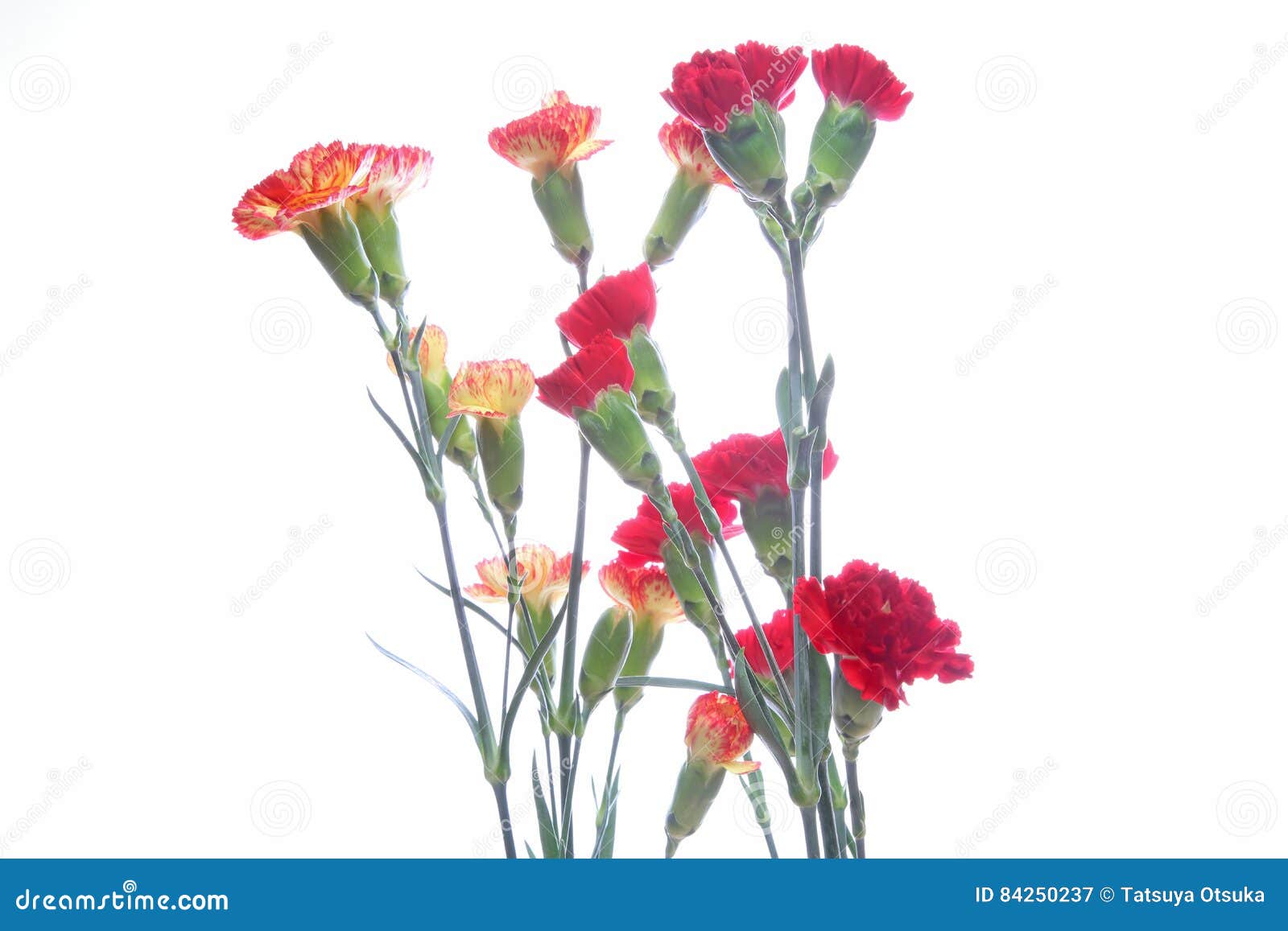 Carnation in a White Background Stock Image - Image of celebration ...