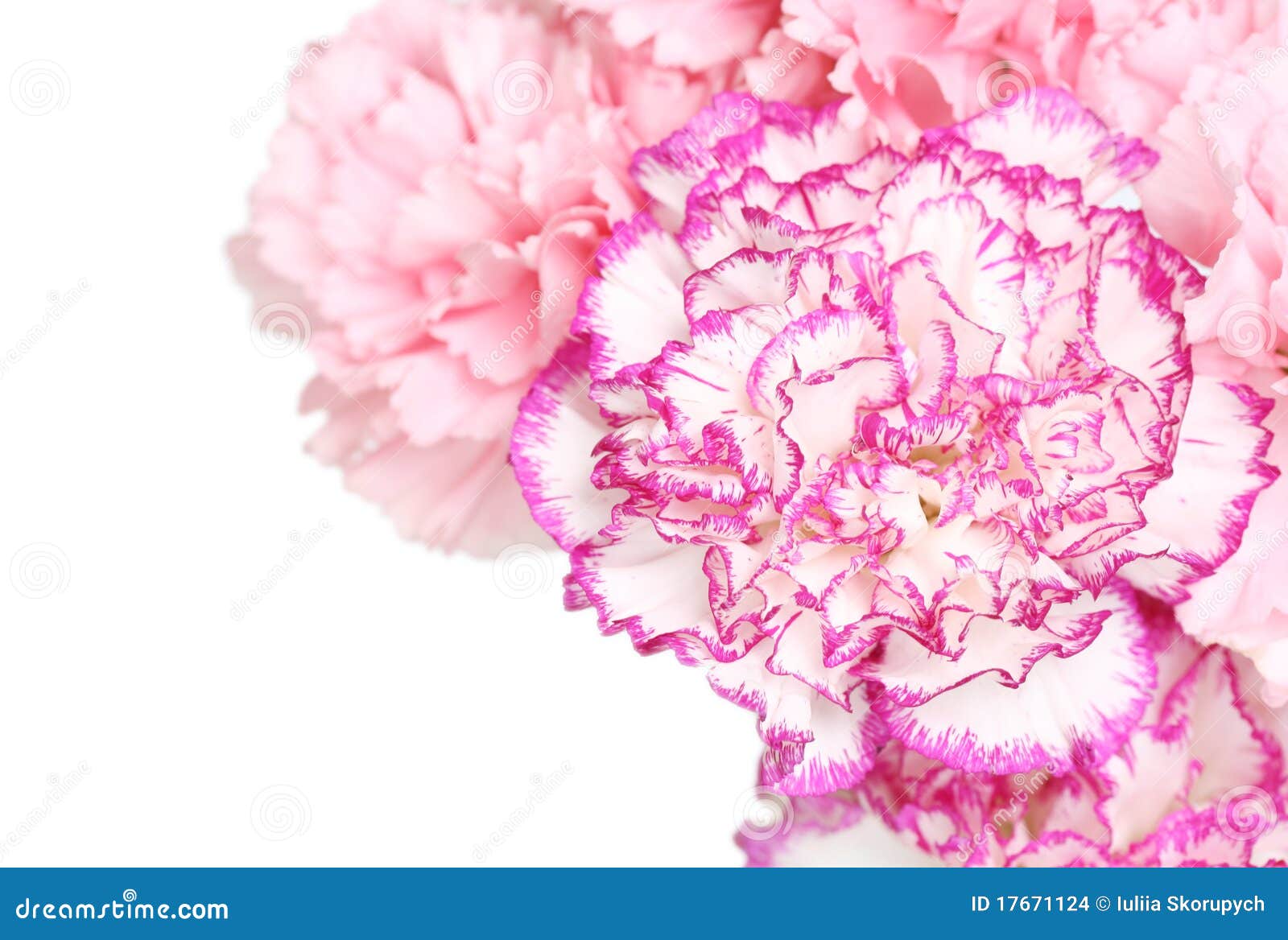 Carnations stock photo. Image of floral, bouquet, nature - 17671124