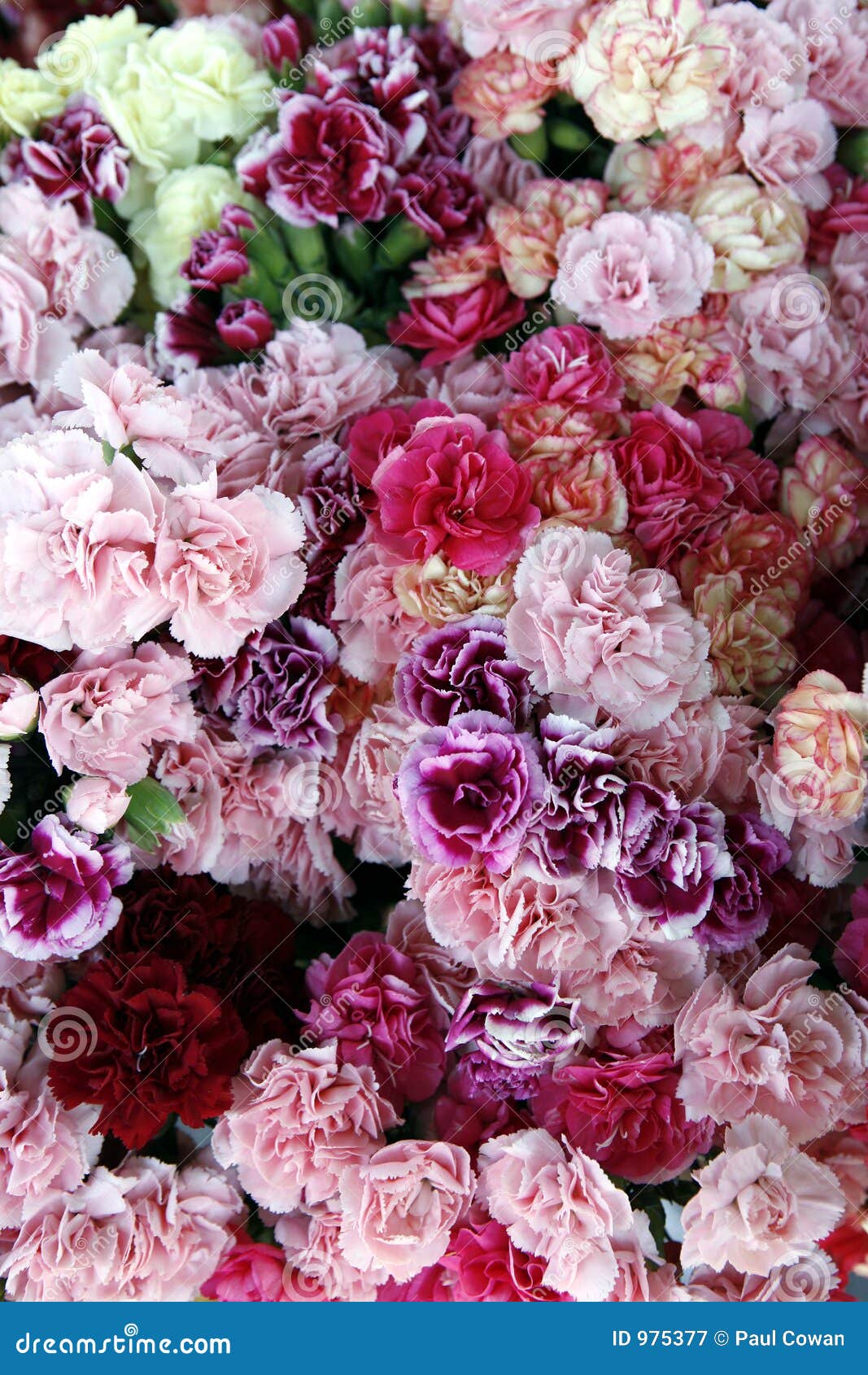 Carnations 3 stock image. Image of background, pretty, carnation - 975377