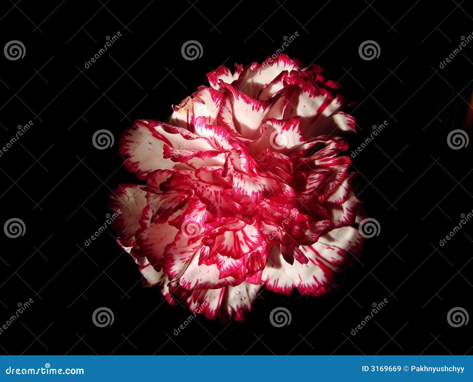 Carnations stock image. Image of black, beauty, life, macro - 3169669
