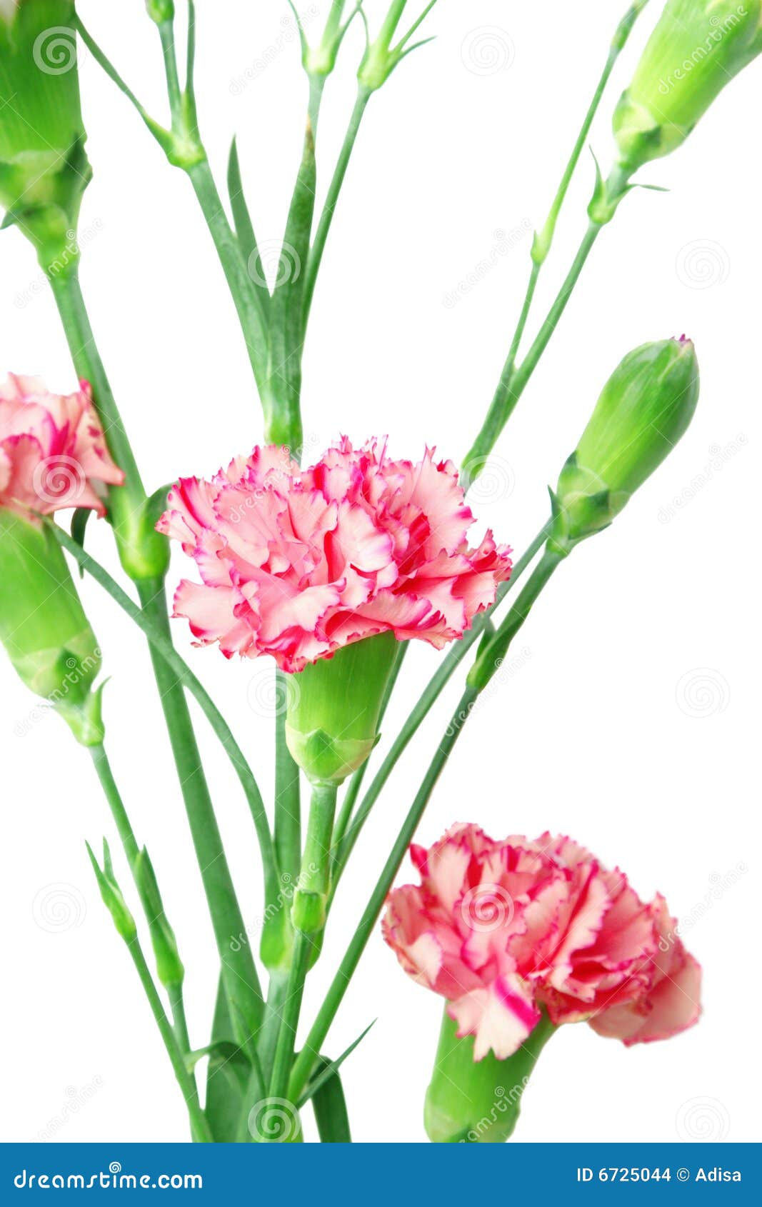 Carnations stock photo. Image of beauty, leaf, carnations - 6725044
