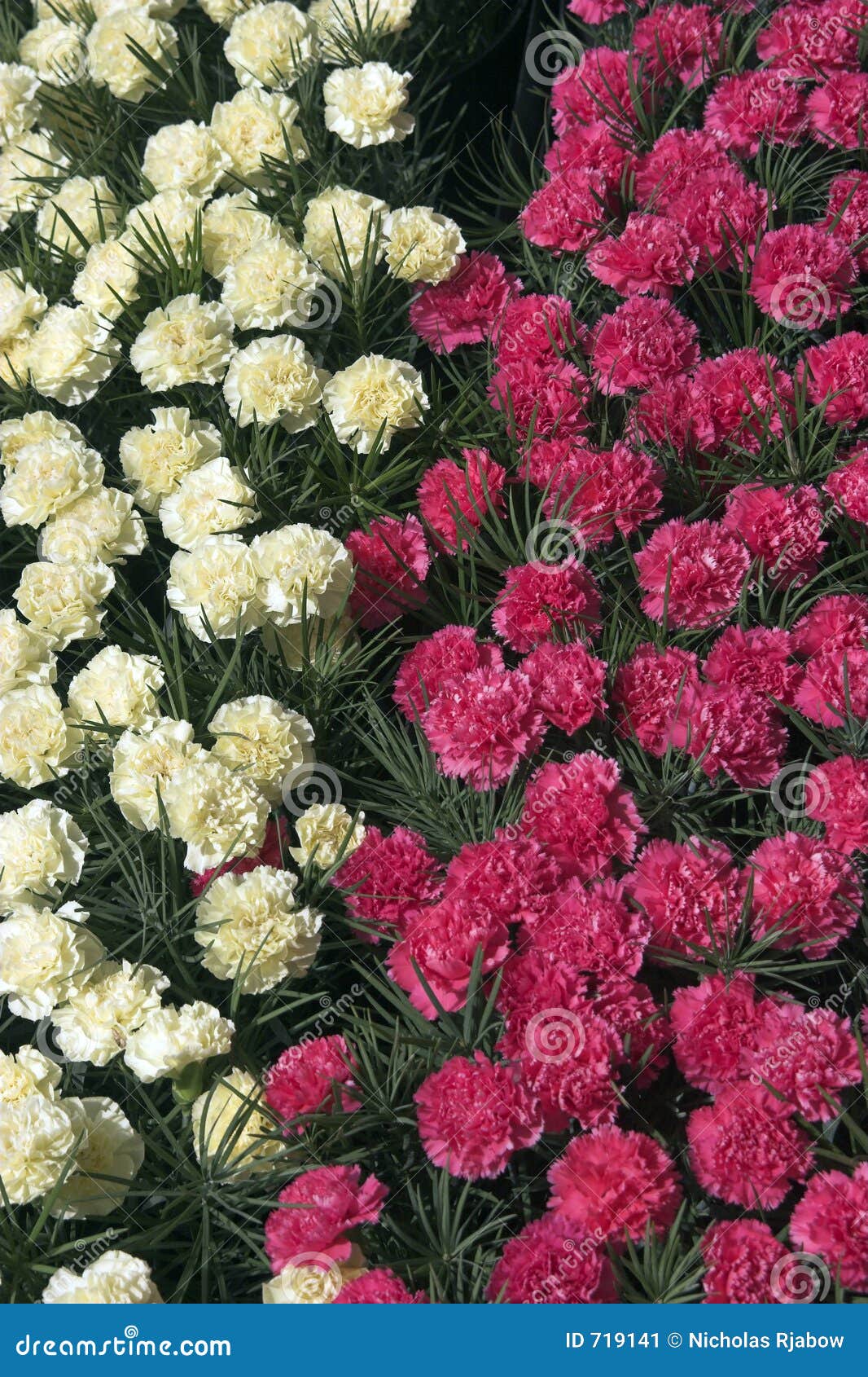 Carnations stock image. Image of grass, yellow, pink, carnations - 719141