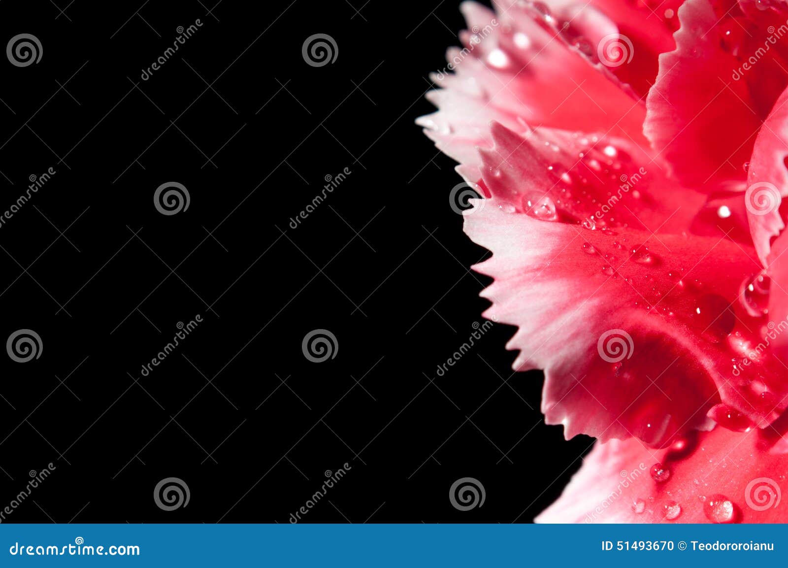 Carnations background stock photo. Image of hand, blooming - 51493670