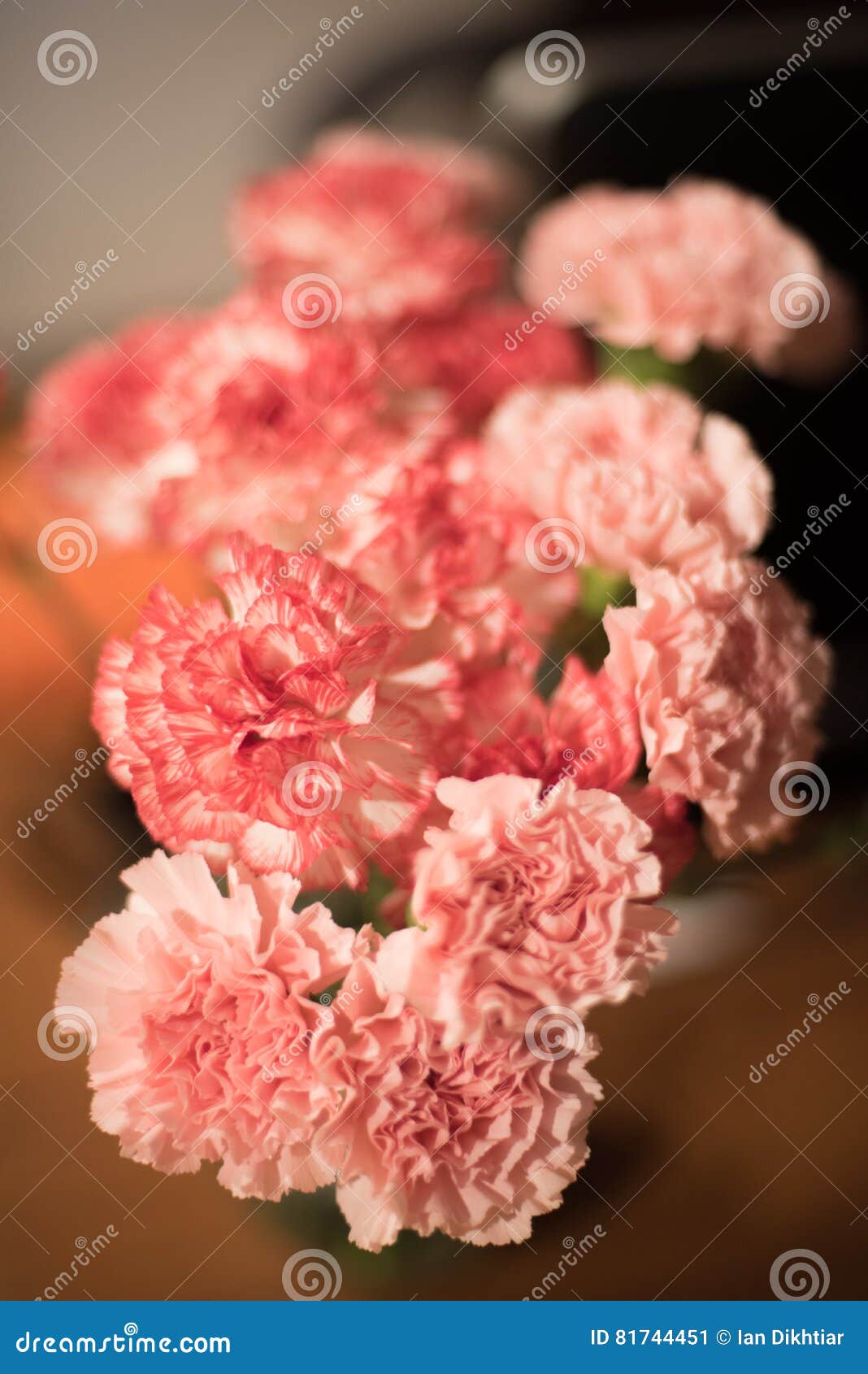 Carnations stock image. Image of love, bloom, natural - 81744451