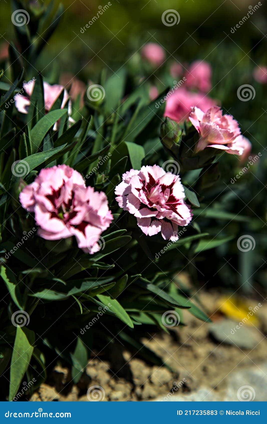 Carnations in Bloom in Different Colors Seen Up Close Stock Image ...