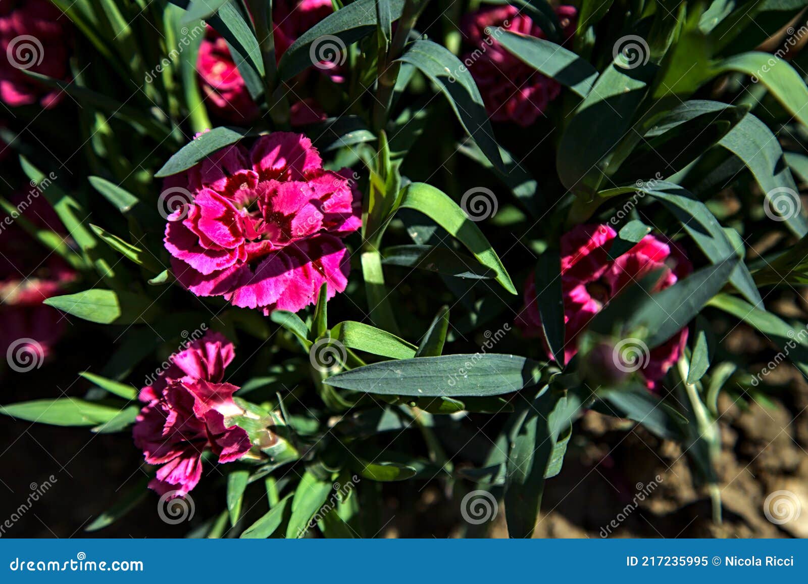 Carnations in Bloom in Different Colors Seen Up Close Stock Image ...