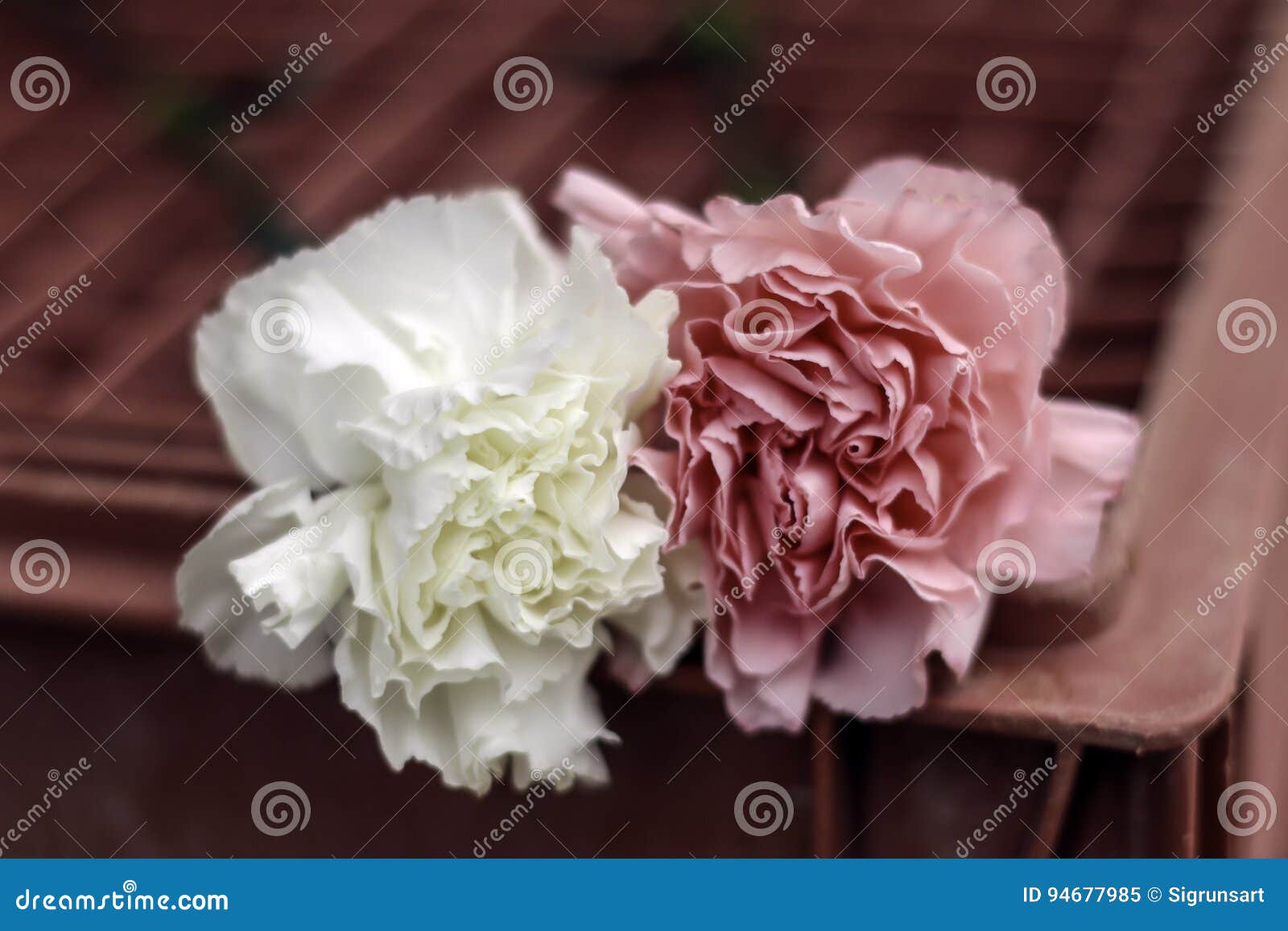 Carnations stock image. Image of dual, romantic, photograph - 94677985