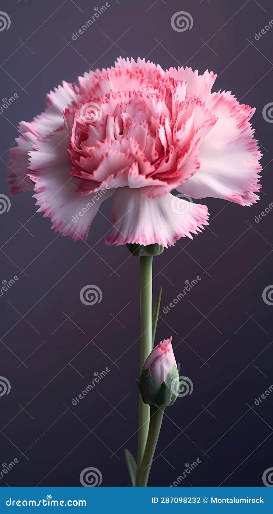 Carnations Flower Macro Photo Wallpaper Background Stock Illustration ...