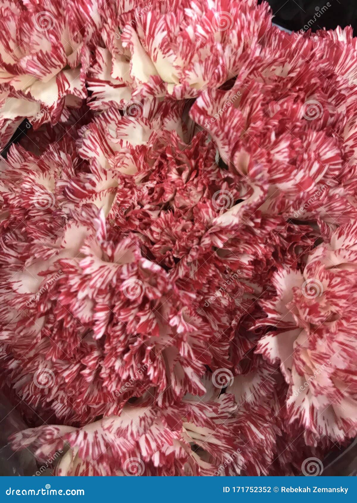 Carnations peppermint 1221 stock photo. Image of colorful - 171752352
