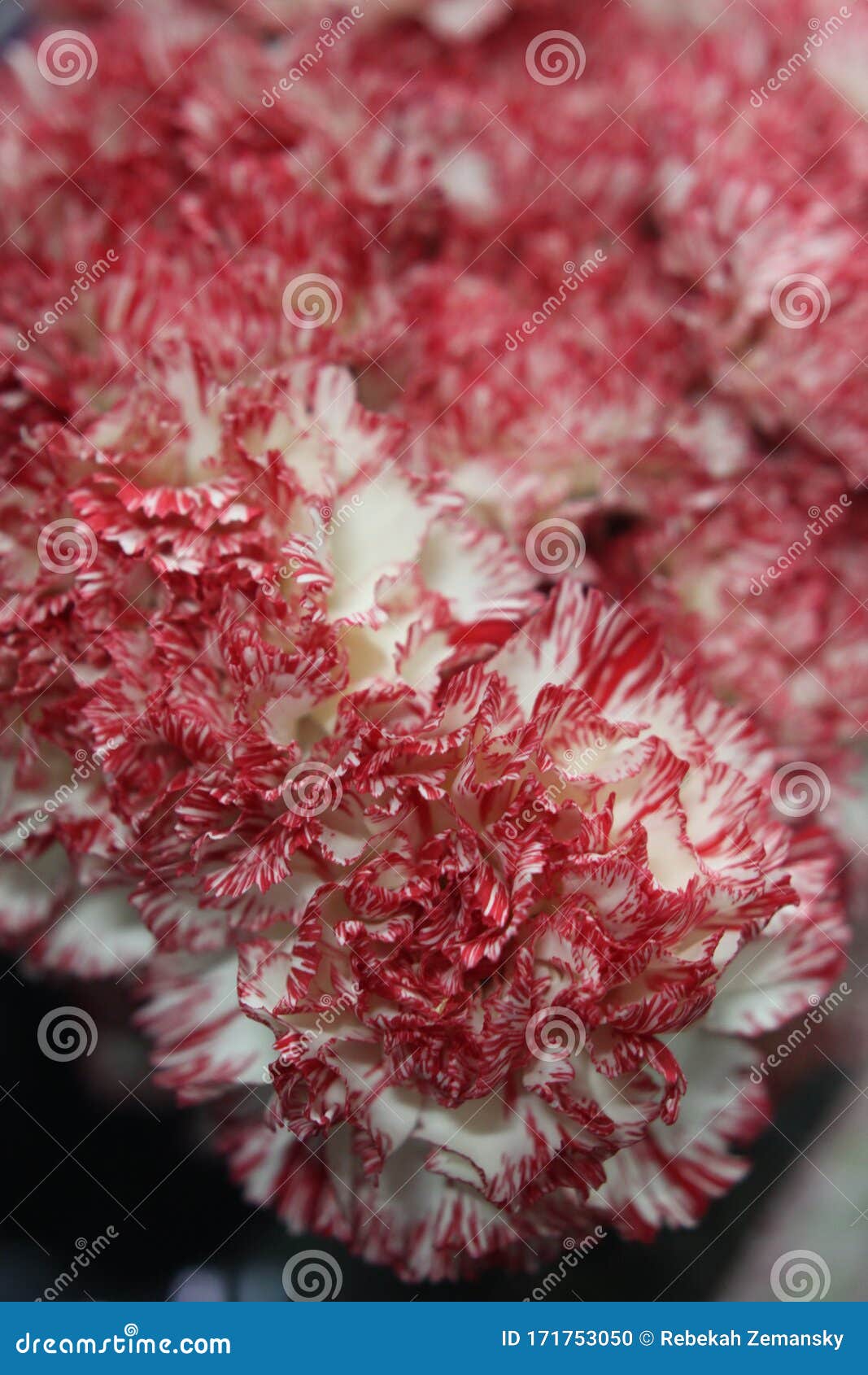 Carnations peppermint 7187 stock photo. Image of carnation - 171753050
