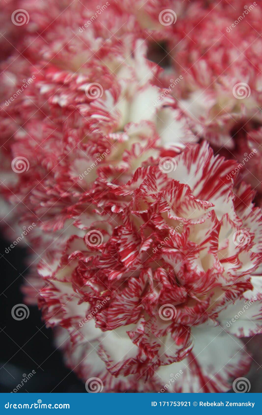 Carnations peppermint 7404 stock image. Image of blooms - 171753921