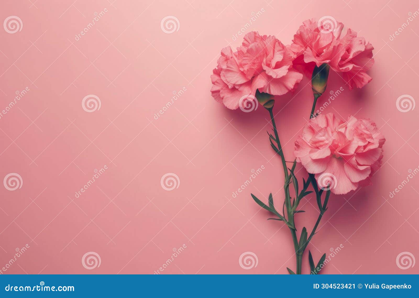 Carnations on a Pink Background Rose Stock Image - Image of wood ...