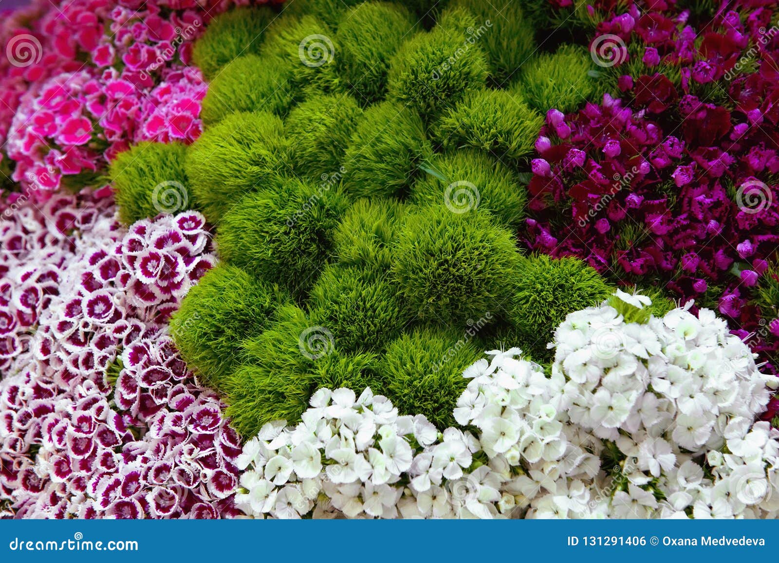 Carnations of Pink, Green and Multi-colors of Modern Varieties in a ...