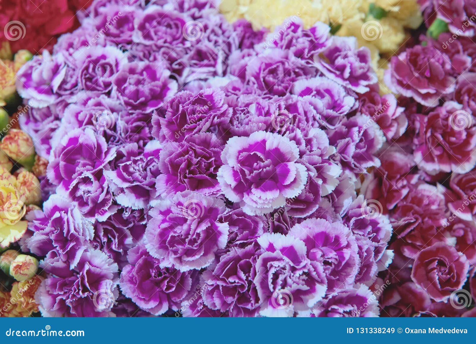 Carnations of Pink, Green and Multi-colors of Modern Varieties in a ...