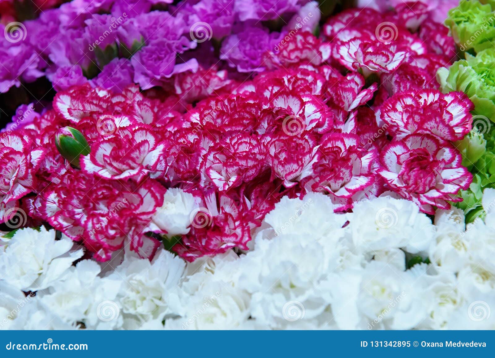 Carnations of Pink, Green and Multi-colors of Modern Varieties in a ...