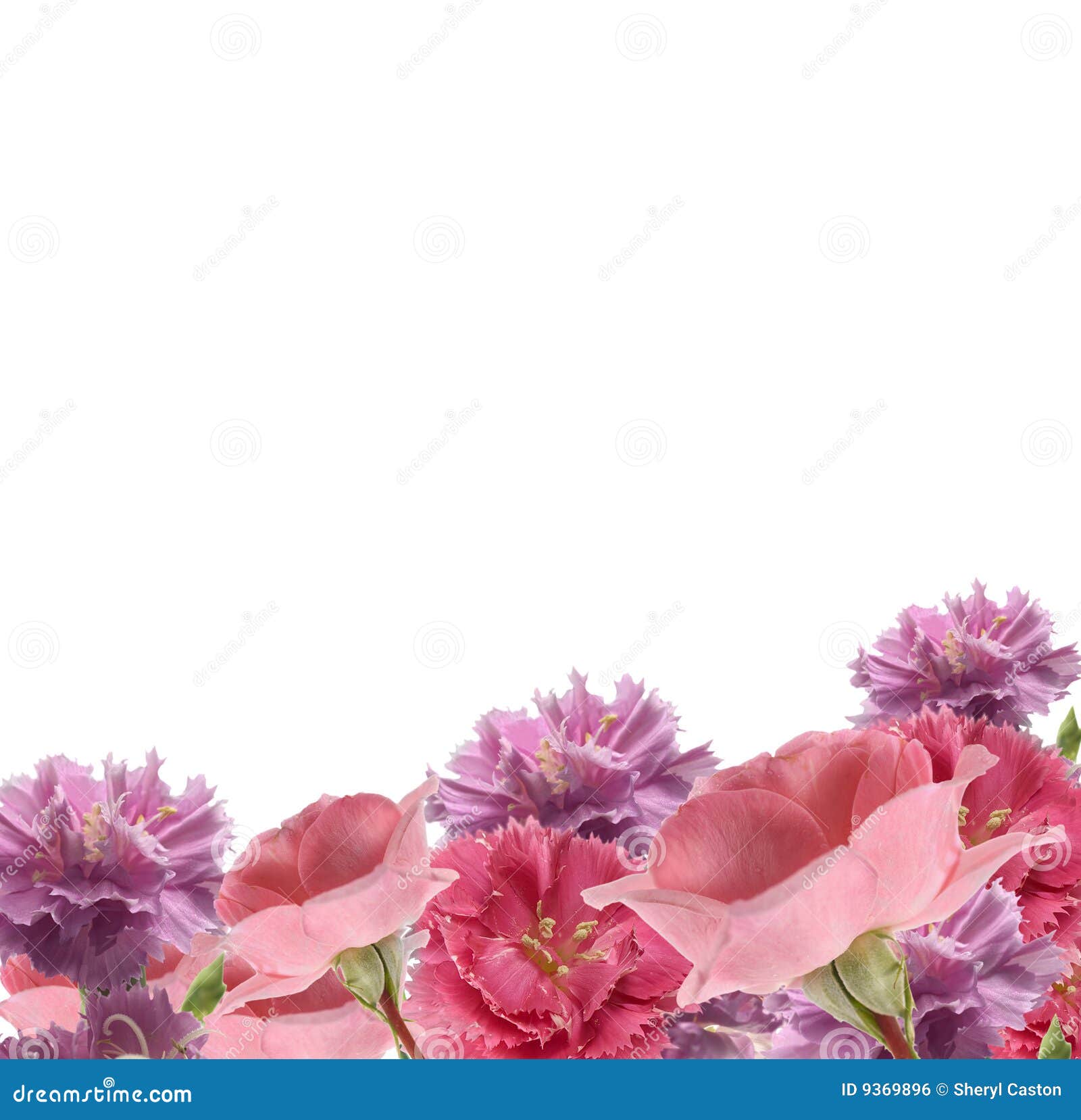 Carnation Flower Border