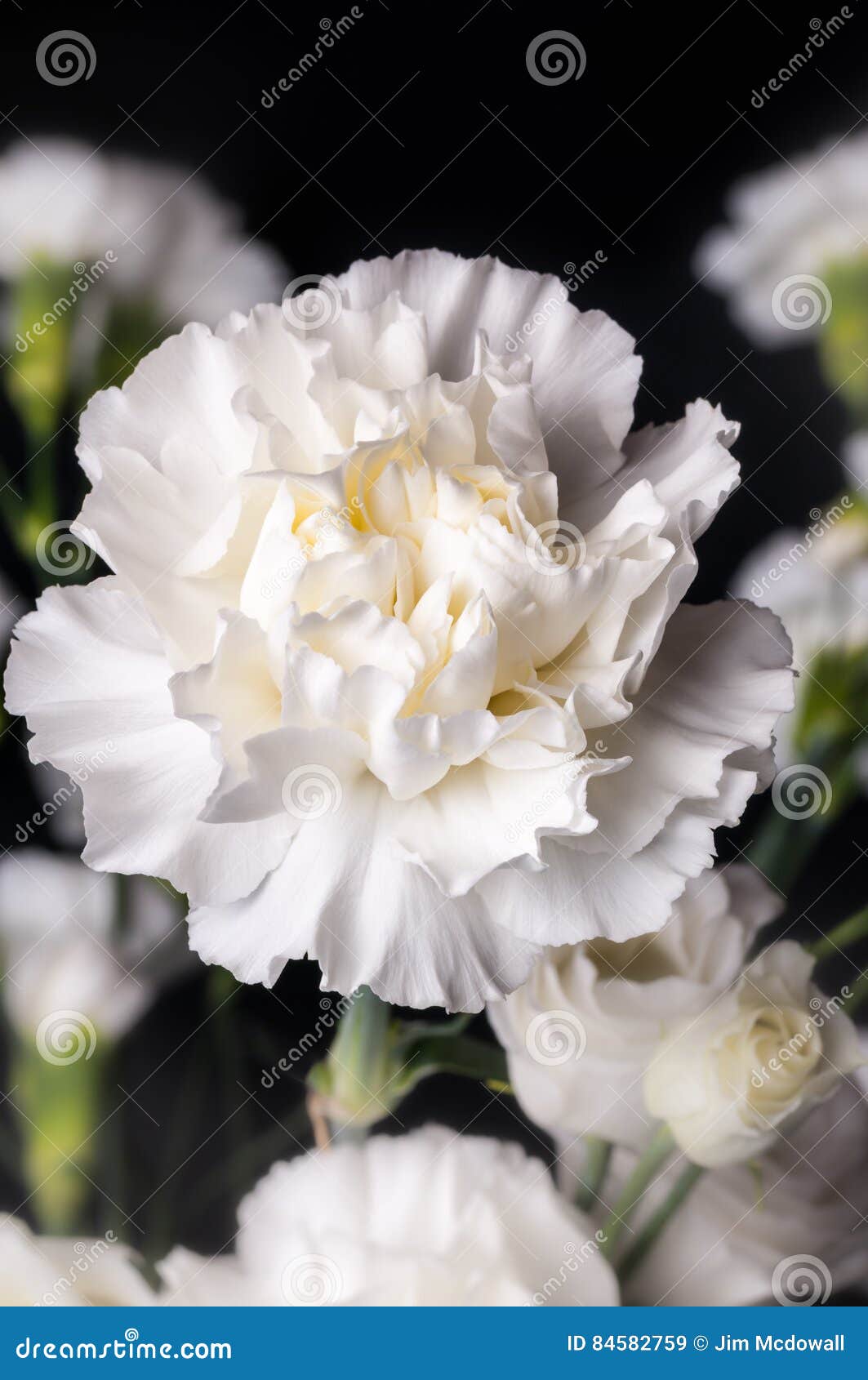 Carnations Set on a Black Back Ground Stock Image - Image of close ...