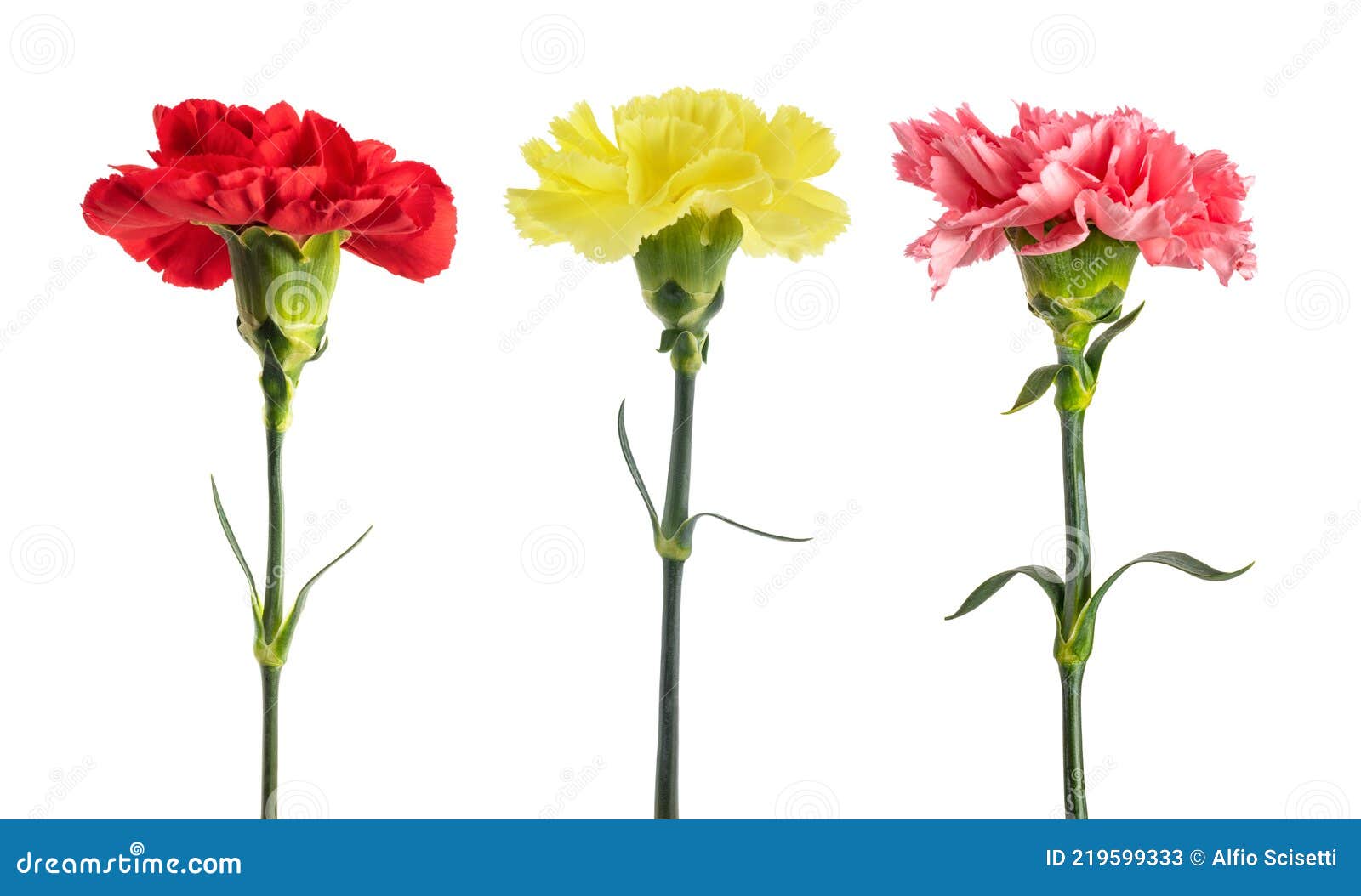 Variegated Carnations Stock Photography | CartoonDealer.com #53696372