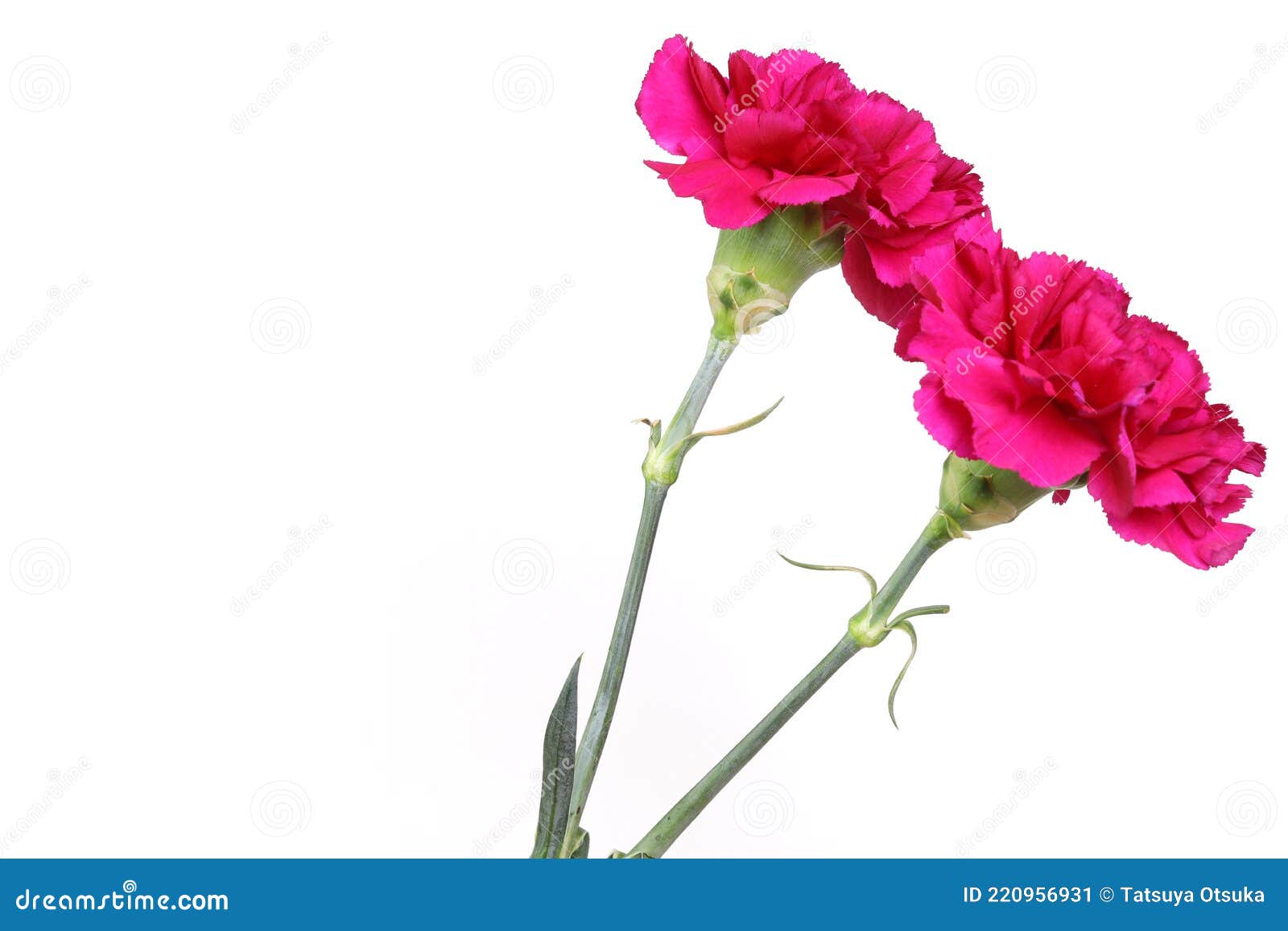 Carnations in a White Background Stock Image - Image of carnation ...
