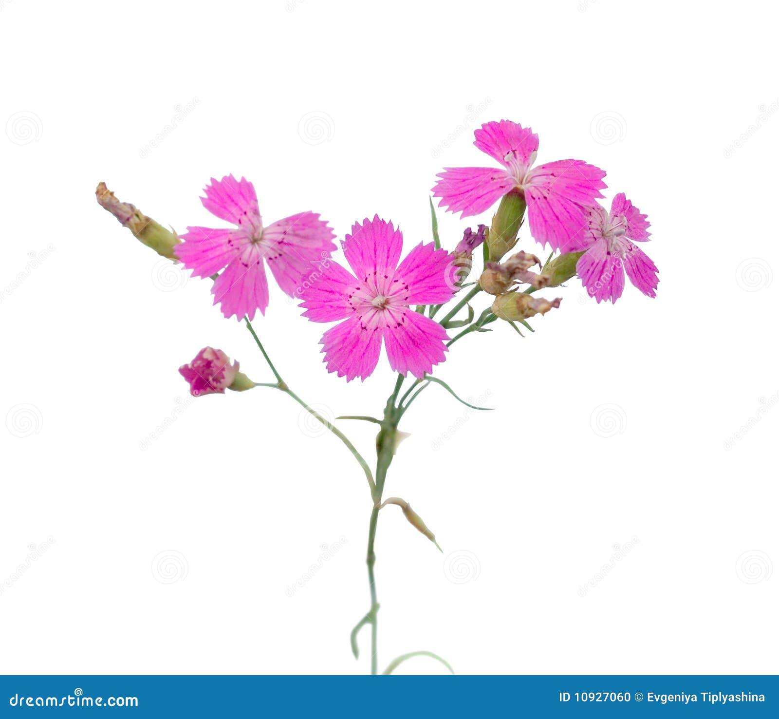Carnations wild stock photo. Image of field, white, petals - 10927060