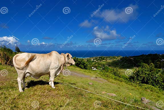 Carne de vaca tropical foto de archivo. Imagen de mauricio - 37289796