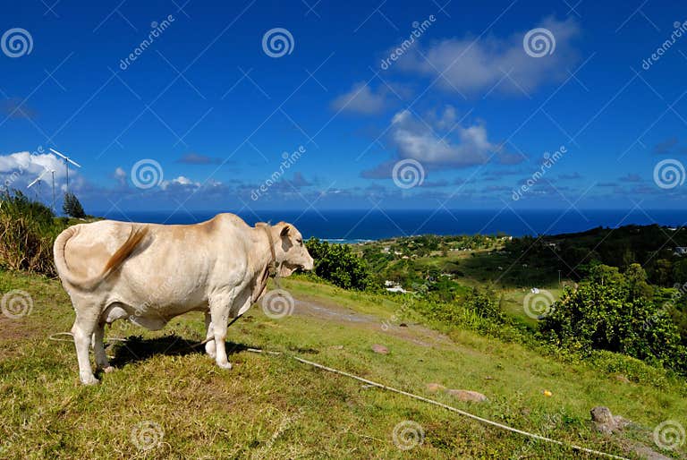 Carne de vaca tropical foto de archivo. Imagen de mauricio - 37289796