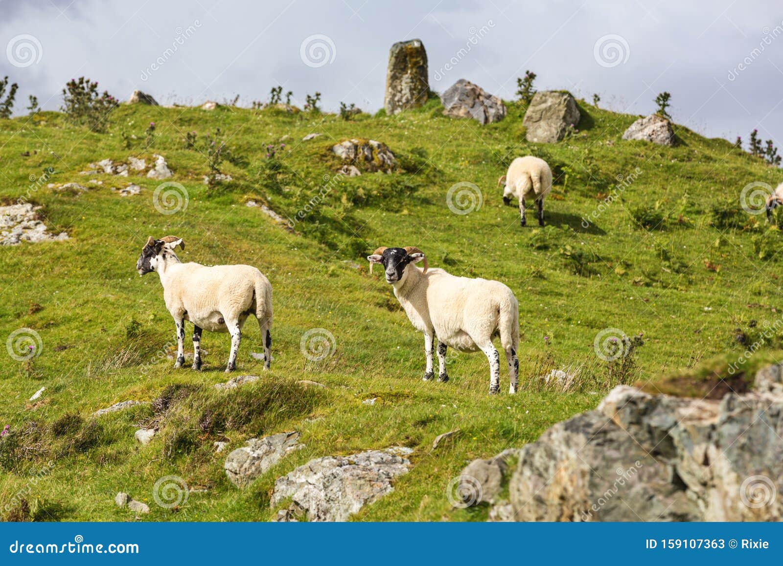 Carne Negra En La Isla De Skye Imagen de archivo - Imagen de cordero ...