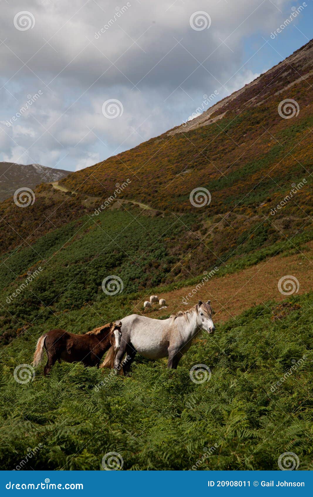 Carneddau Snowdonia Royalty-Free Stock Photo | CartoonDealer.com #20908011