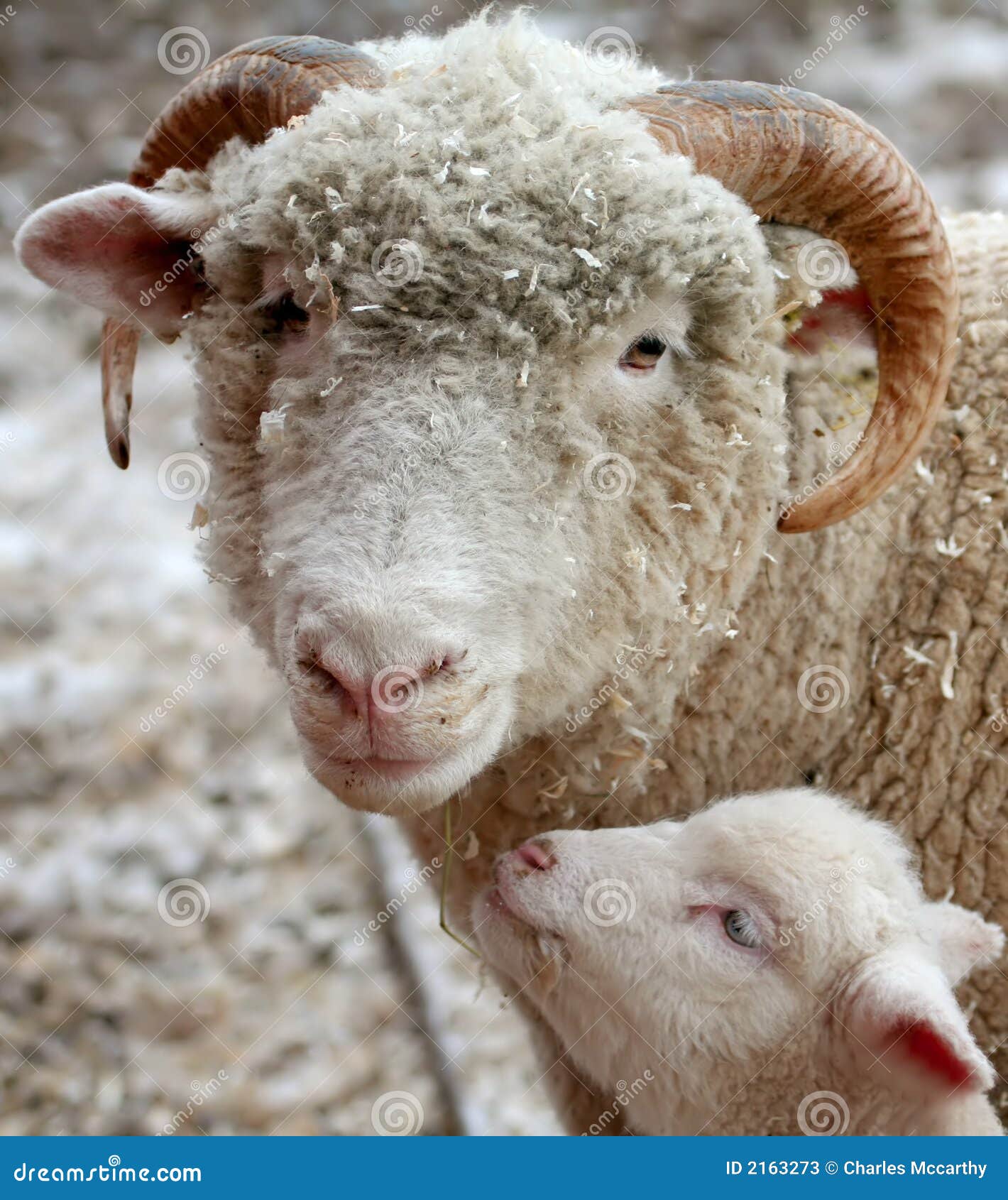 Carneiros imagem de stock. Imagem de pacote, dividendo - 2163273