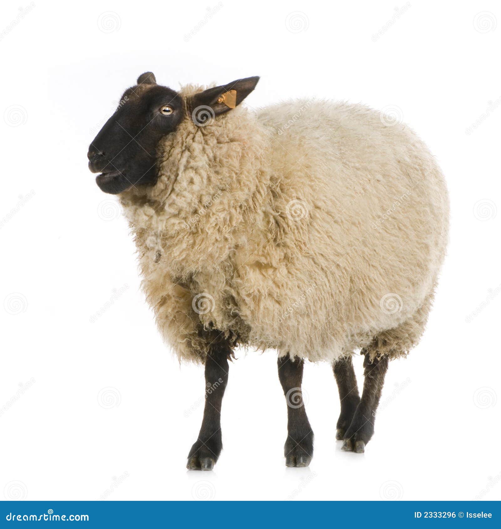 Carneiros foto de stock. Imagem de fleecy, gado, fazenda - 2333296