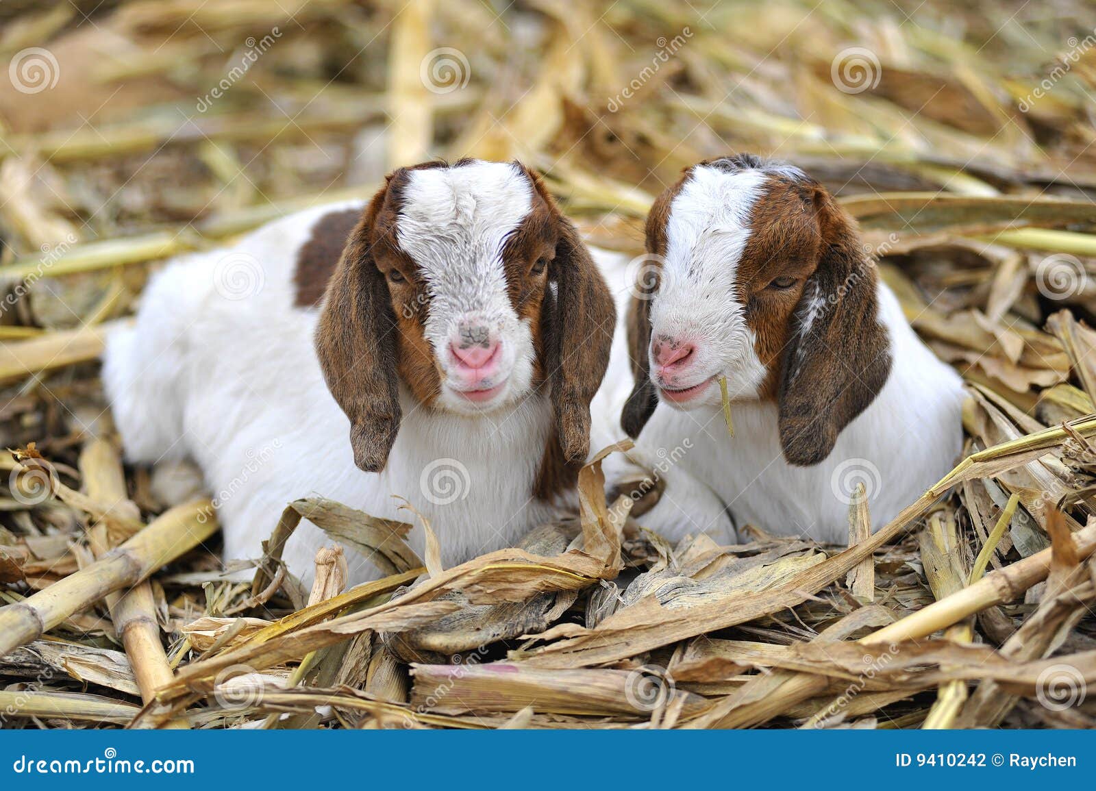 Carneiros foto de stock. Imagem de encantador, descanso - 9410242