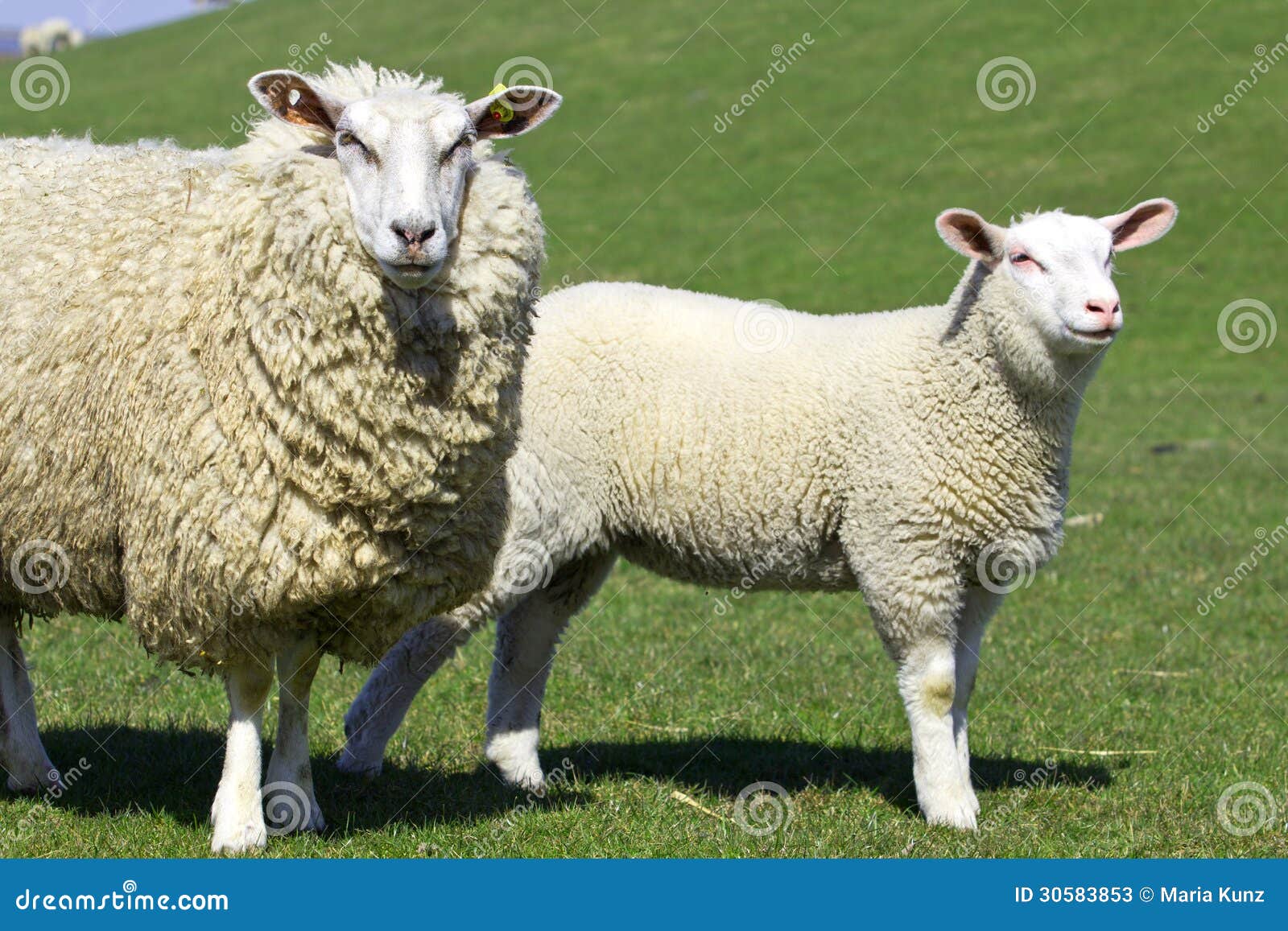 Carneiros e seu bebê imagem de stock. Imagem de nanny - 30583853