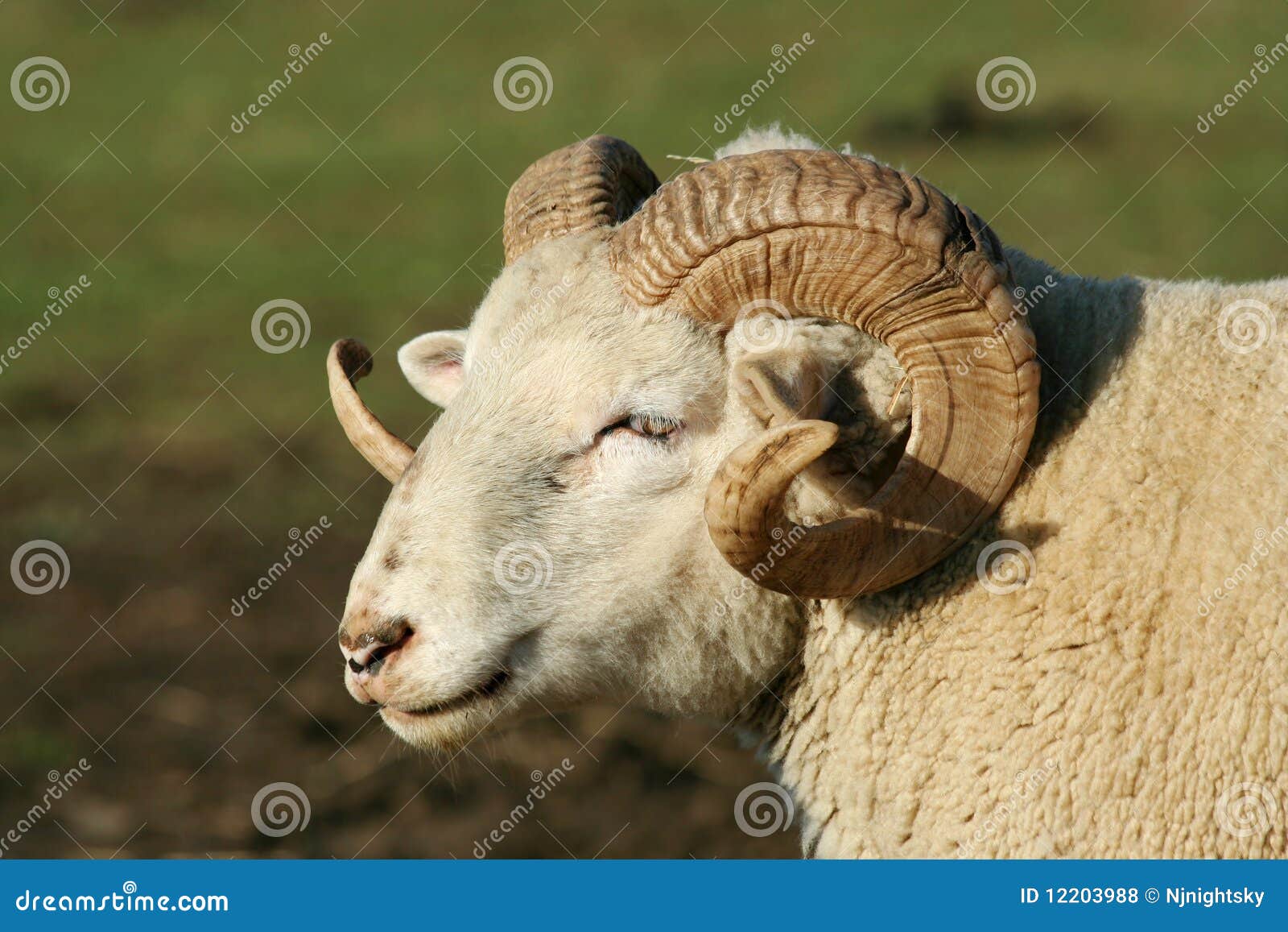 Carneiros Masculinos Da Ram Foto de Stock - Imagem de agricultura ...