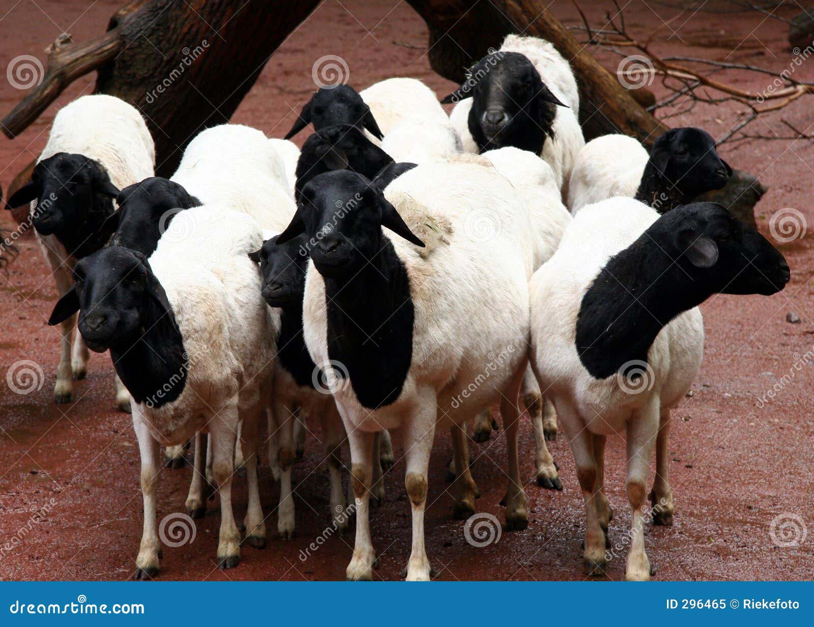 Carneiro Preto E Branco - LIBRAIN