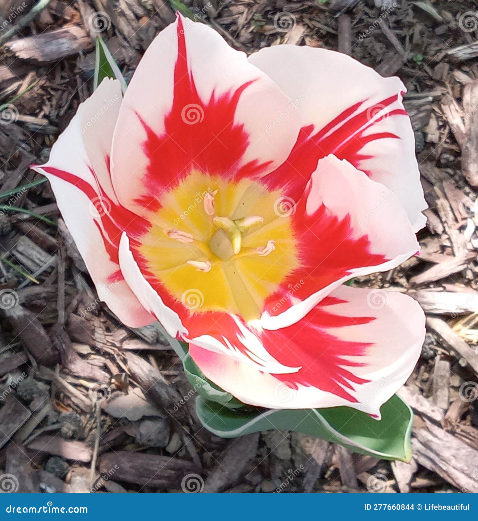 Carnival de Nice tulip stock photo. Image of nice, pink - 277660844