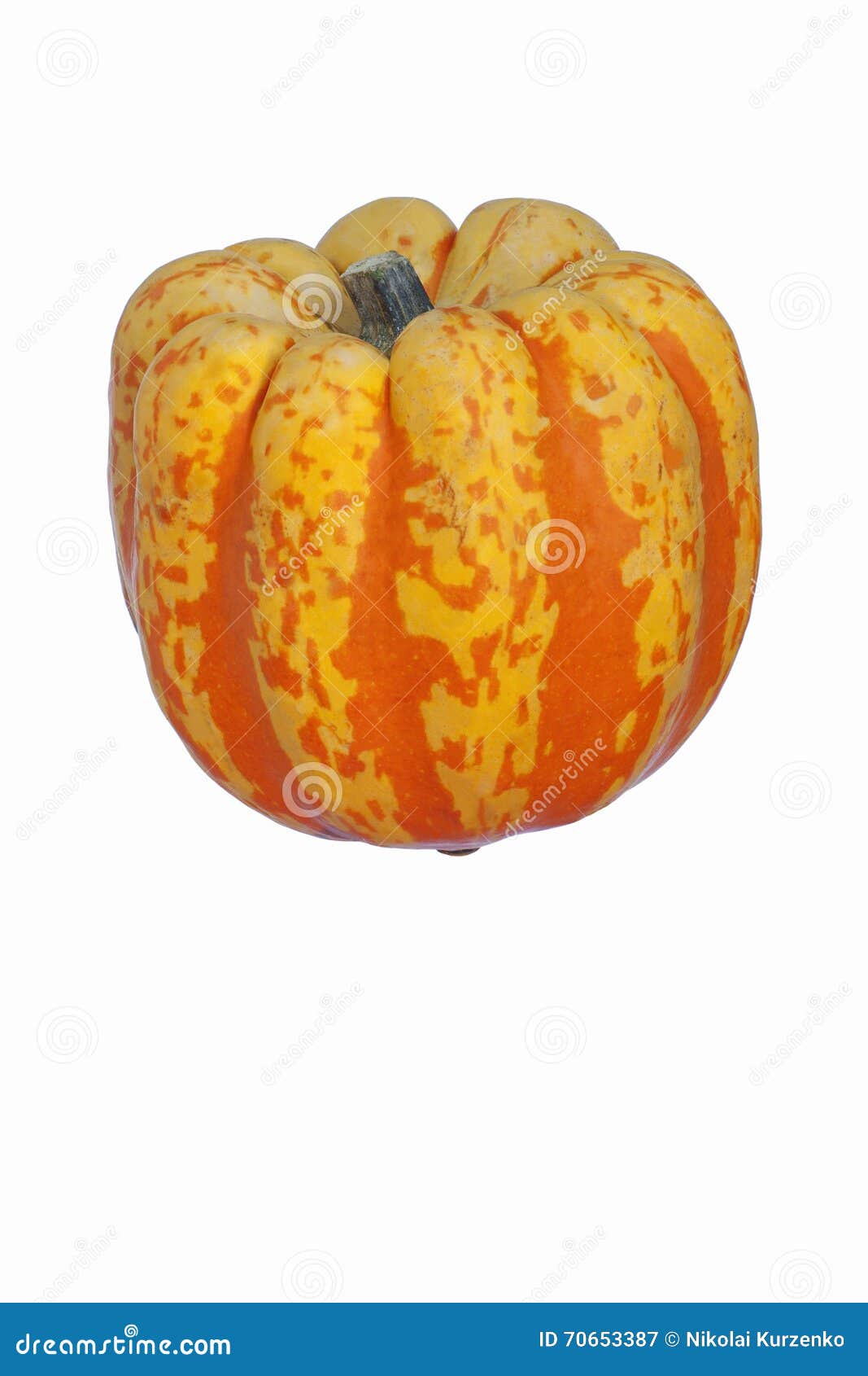 Carnival squash stock image. Image of garden, edible - 70653387