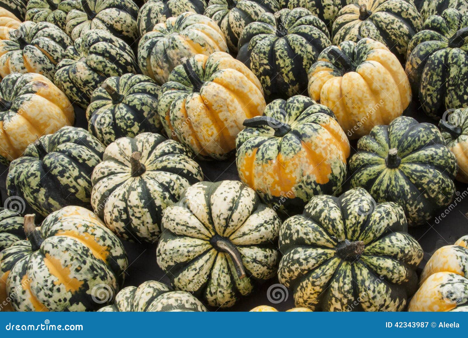 Carnival Squash stock image. Image of spots, vegetable - 42343987
