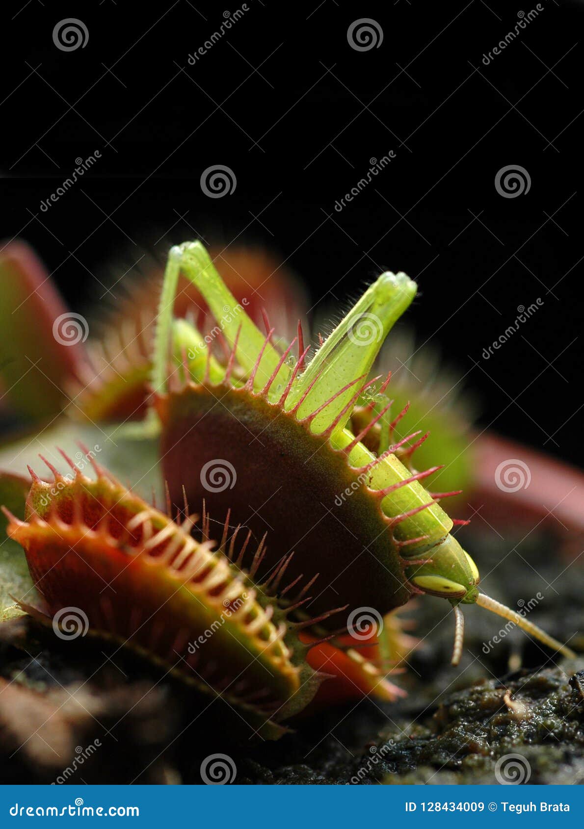 Carnivor Plants Dionea stock image. Image of grasshopper - 128434009