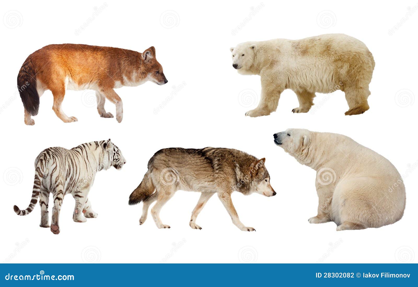 Carnivora Mammal. Isolated Over White Stock Photo - Image of cutouts ...