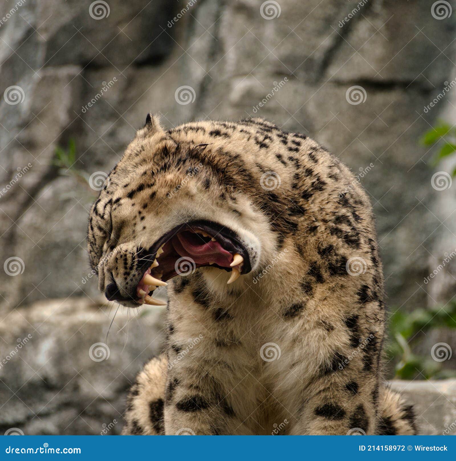 Carnivore Cheetah in the German Zoo Stock Photo - Image of outdoors ...