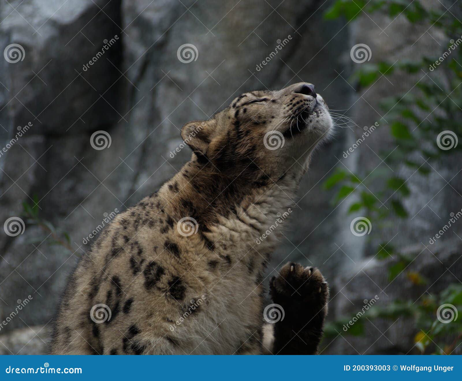 Carnivore in Zoo Leipzig Scratching Cheetah in Germany Stock Image ...