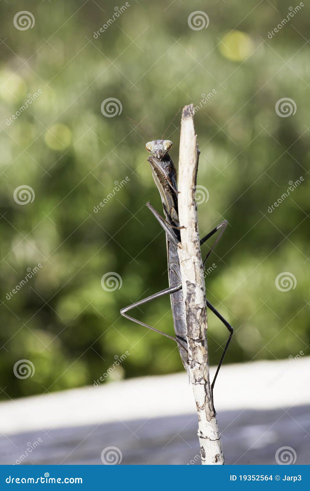 Carnivorous insect stock photo. Image of religiosa, predator - 19352564