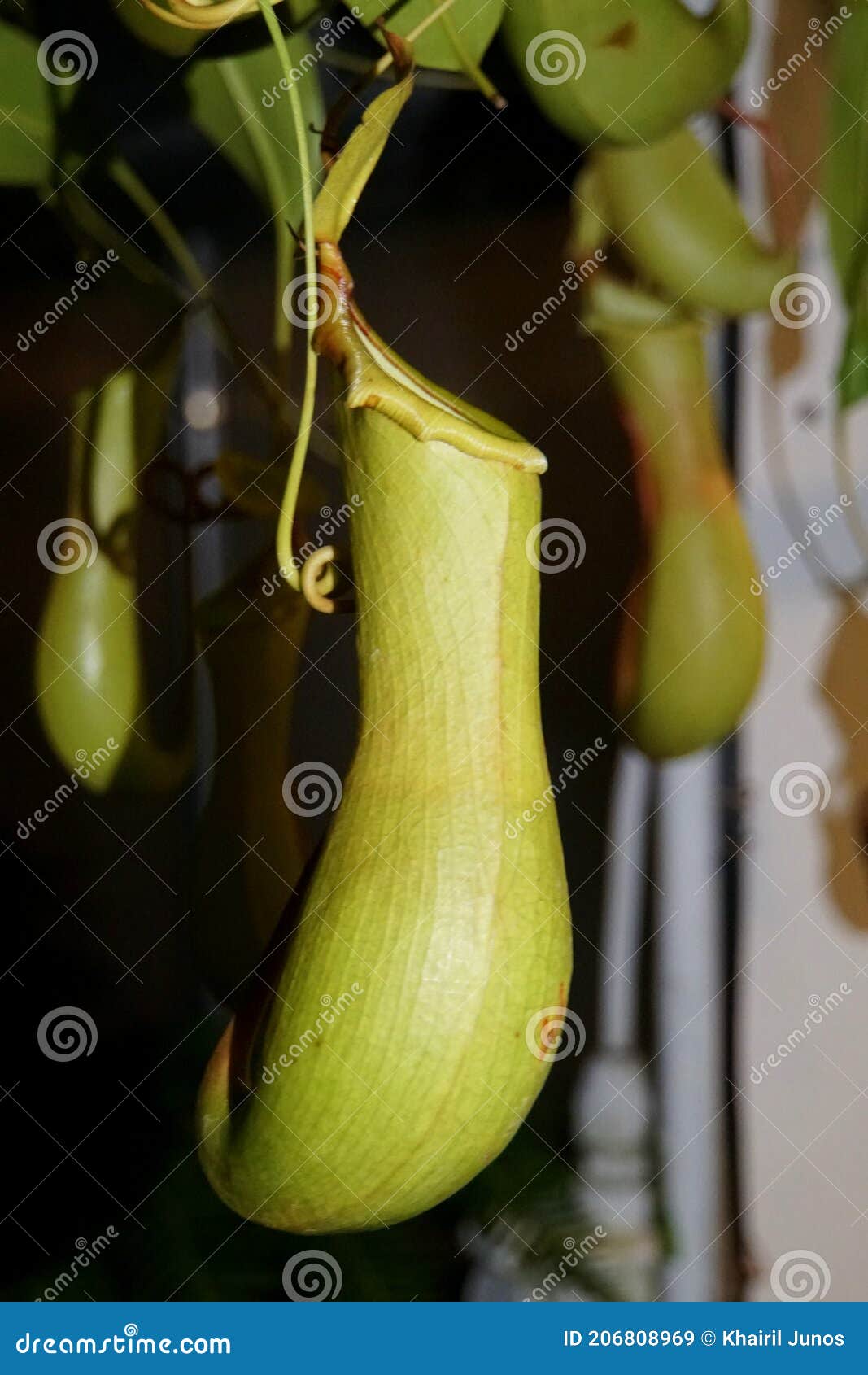 Carnivorous Pitcher Plant, Also Known As Pitfall Trap Stock Image ...