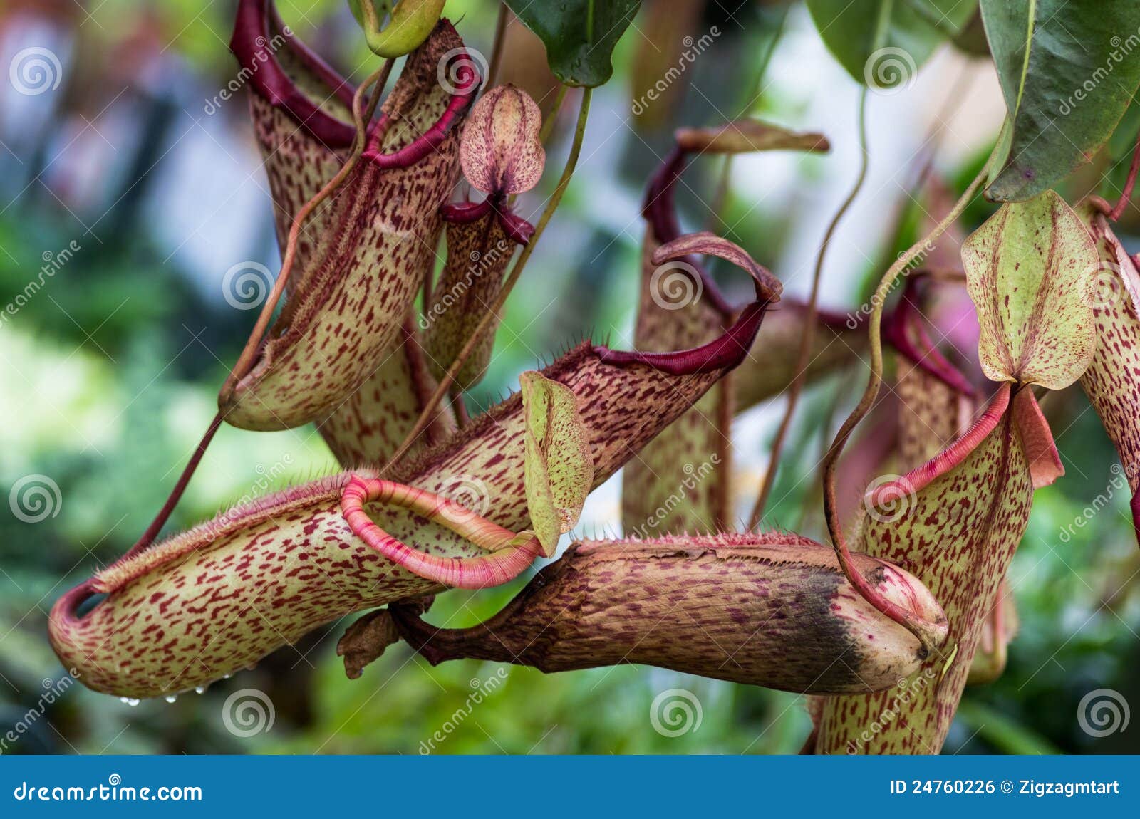 Carnivorous Pitcher Plant, Also Known As Pitfall Trap Stock Image ...