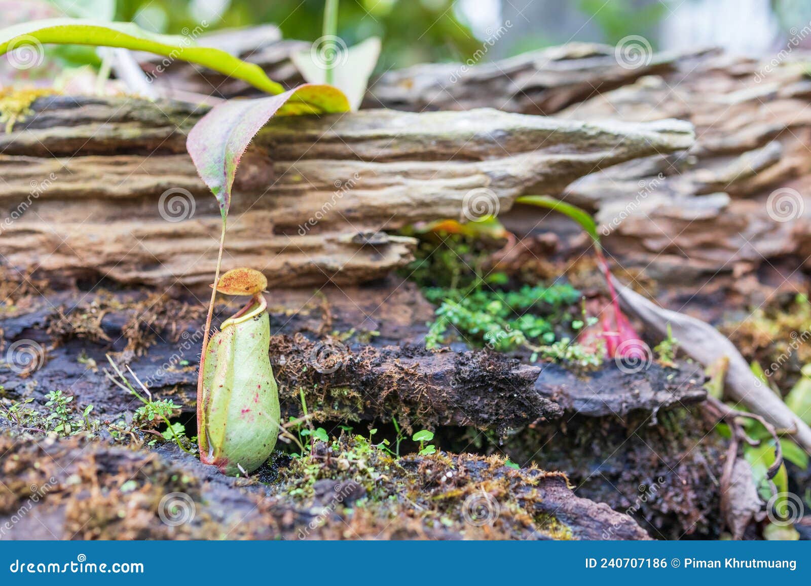 Carnivorous Pitcher Plants or Monkey Cups in the Garden Stock Photo ...
